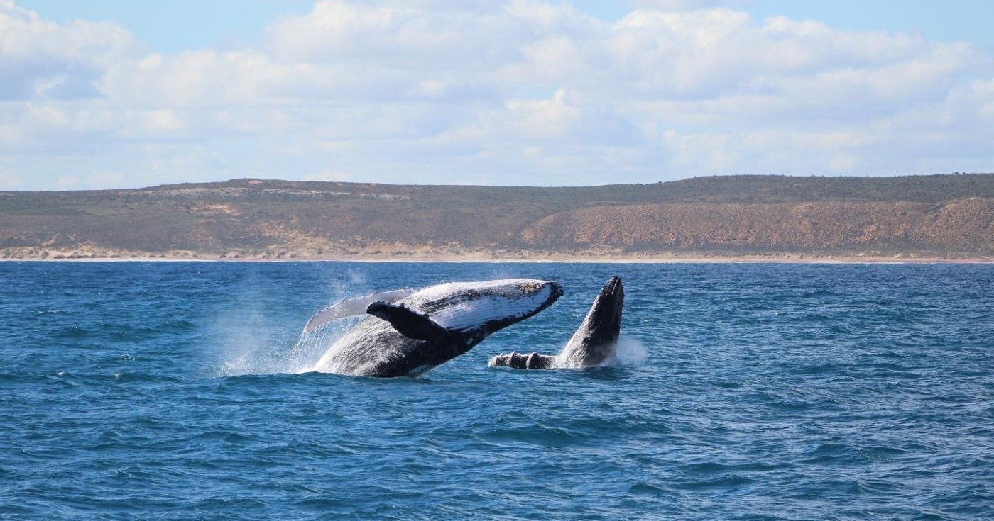 Kalbarri Whale Watching | Kalbarri Rock Lobster Tours and Charter